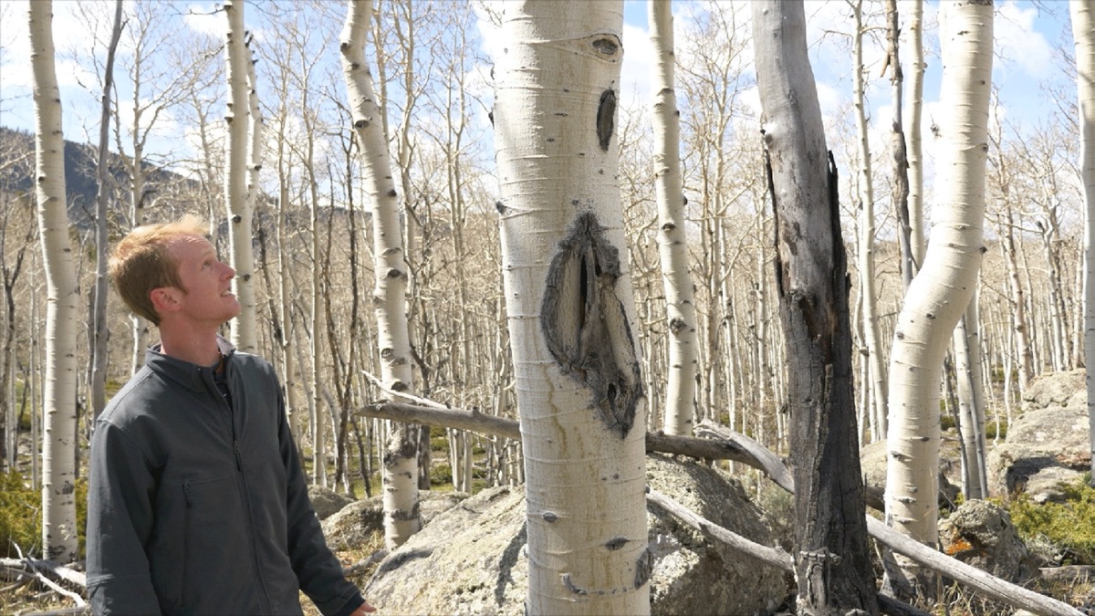 Tree Clones - Nature Boom Time! (Season 1, Episode 11) - Apple TV