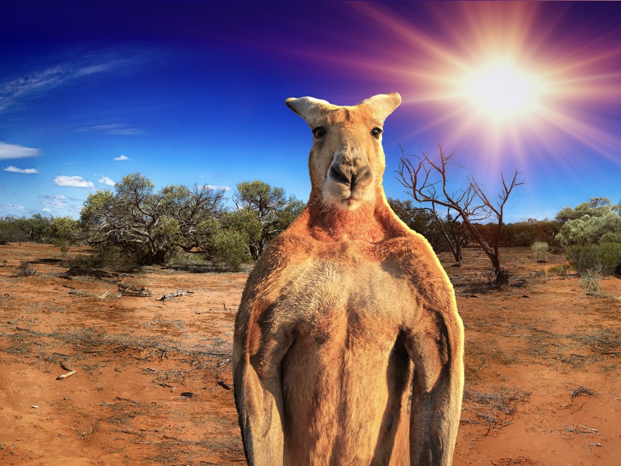 The Kangaroo King - Apple TV