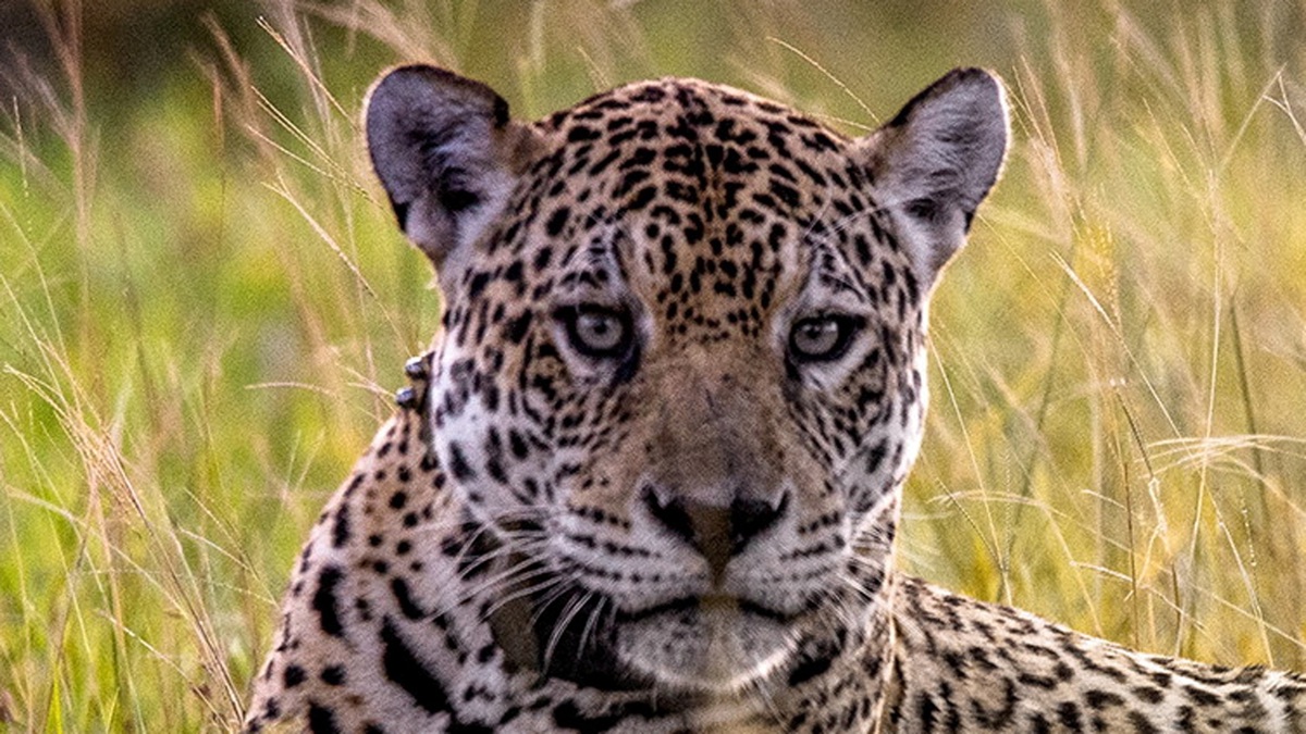 Crónicas del jaguar - Apple TV (CO)