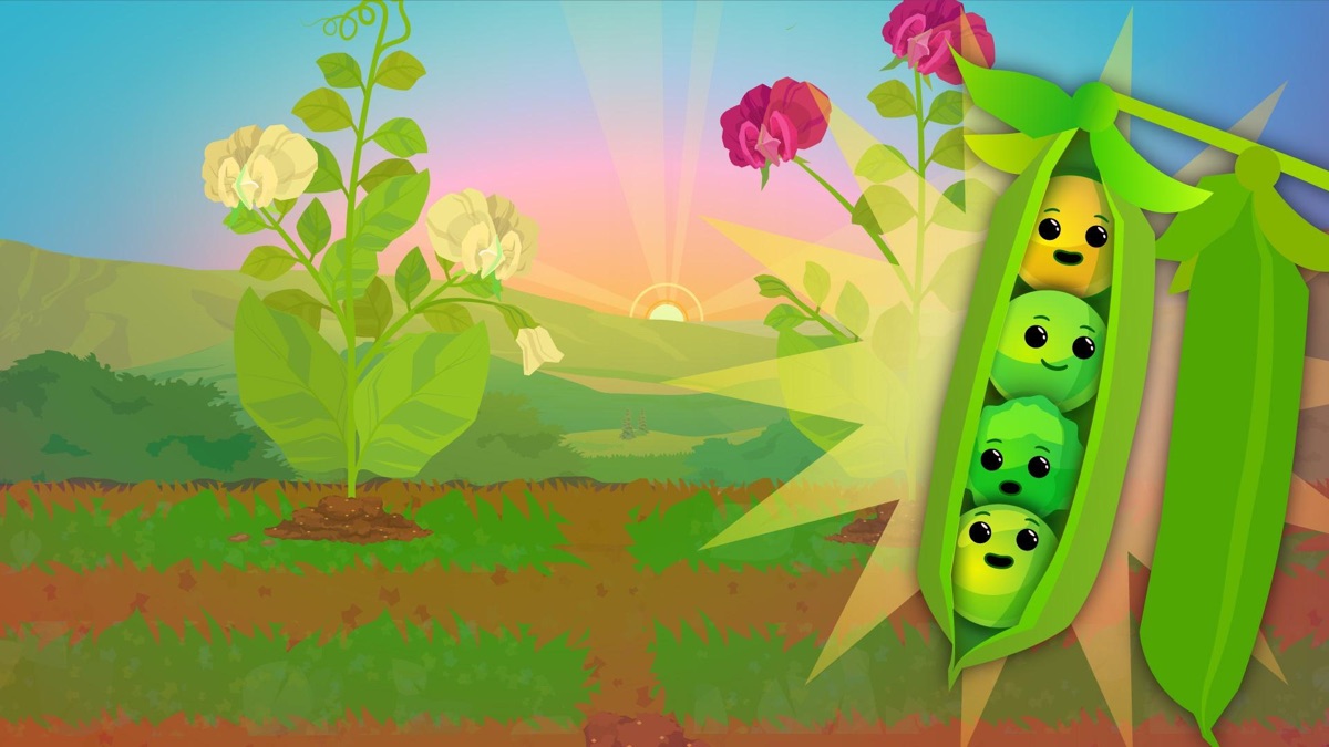 What Do Pea Plants Have To Do With Your Eye Color? - Crash Course ...