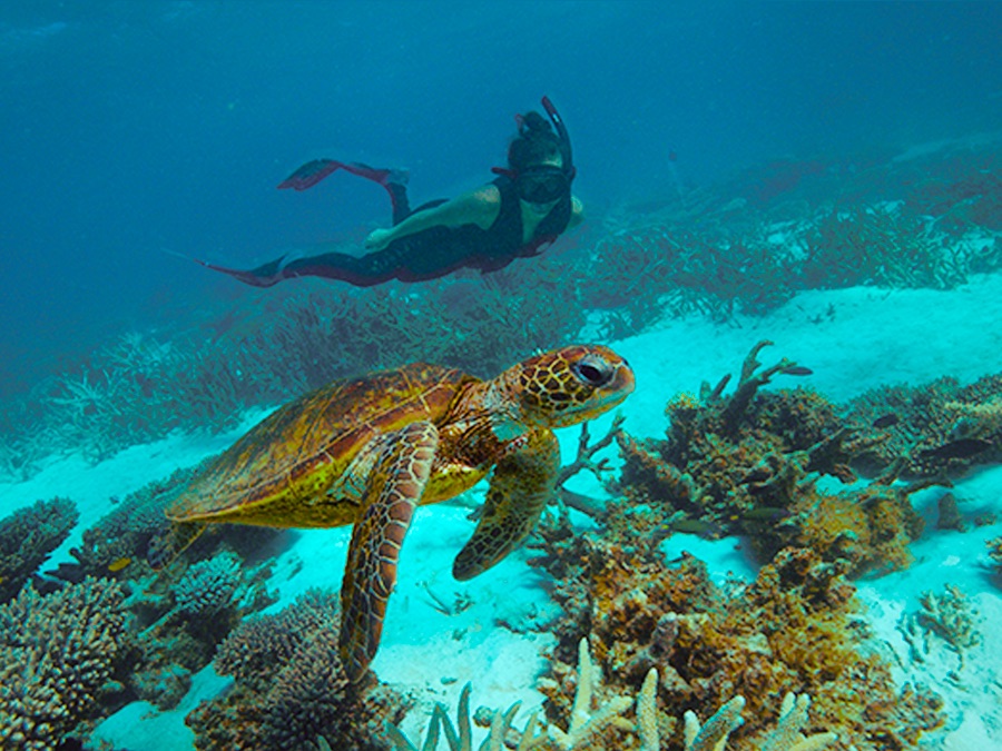 Deep Dive Australia - Apple TV (UK)