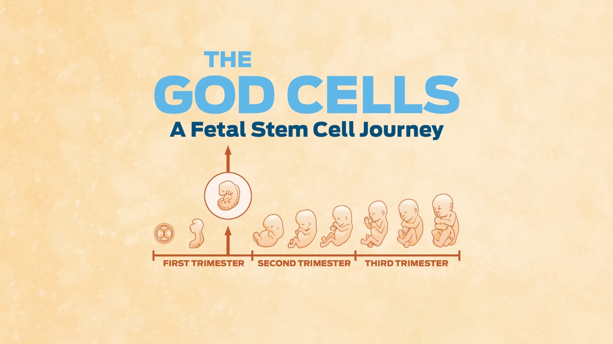 The God Cells: A Fetal Stem Cell Journey》- Apple TV