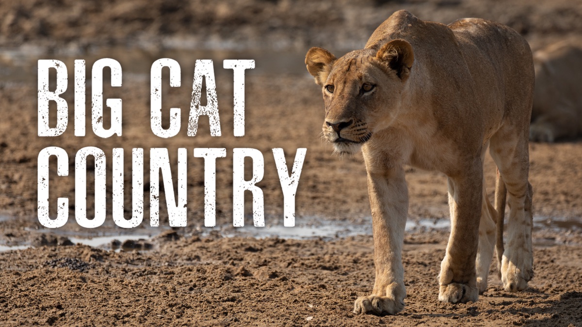 ‎Big Cat Country - Apple TV