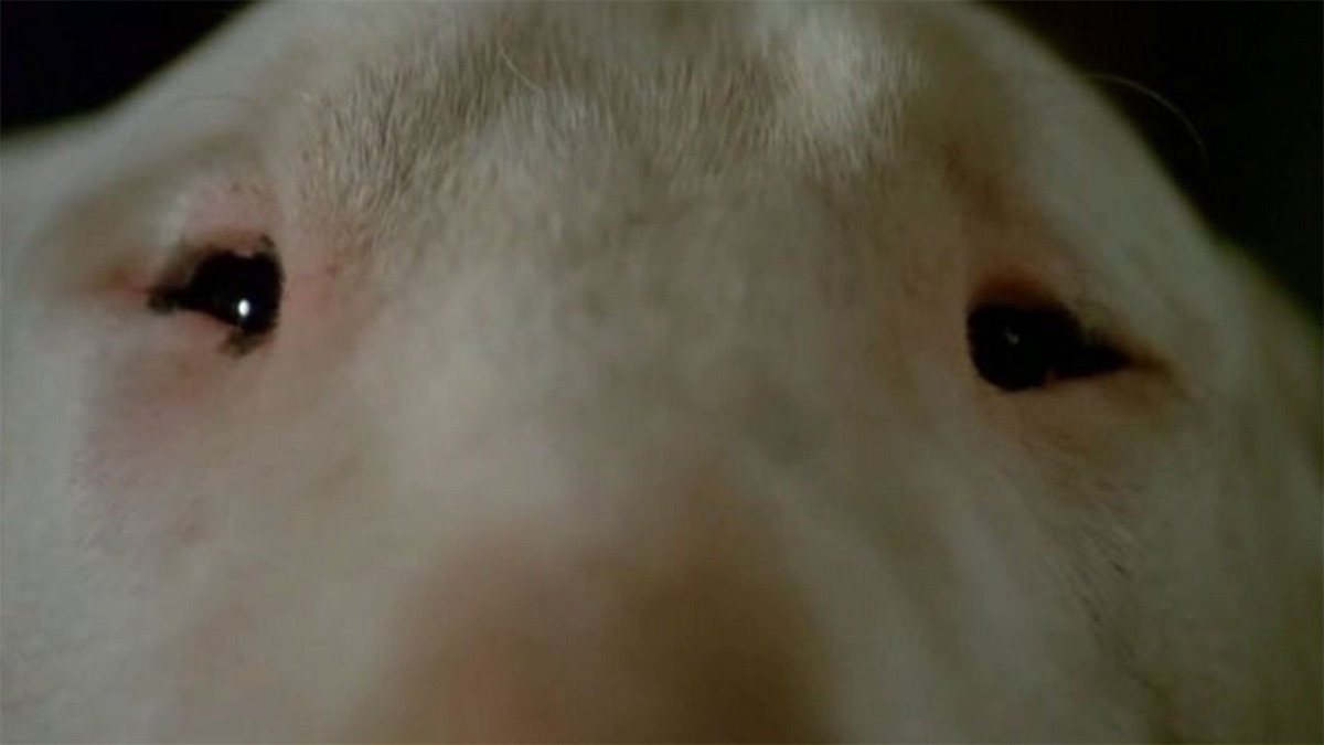 Baxter - Apple TV (BE)