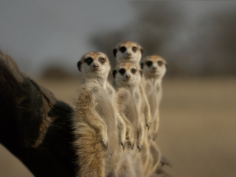Watch The Secret Lives of Animals - Apple TV+