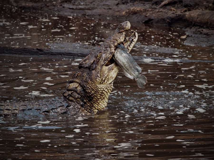 Crocs of Katuma - Apple TV