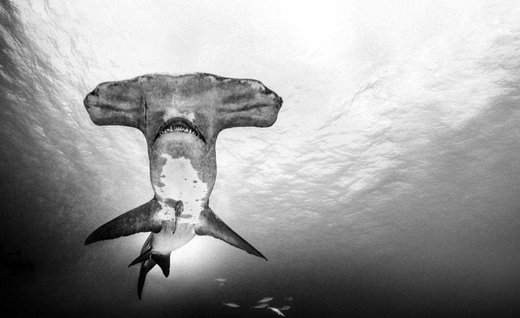 ‎Best apps for shark tracking : App Store Story