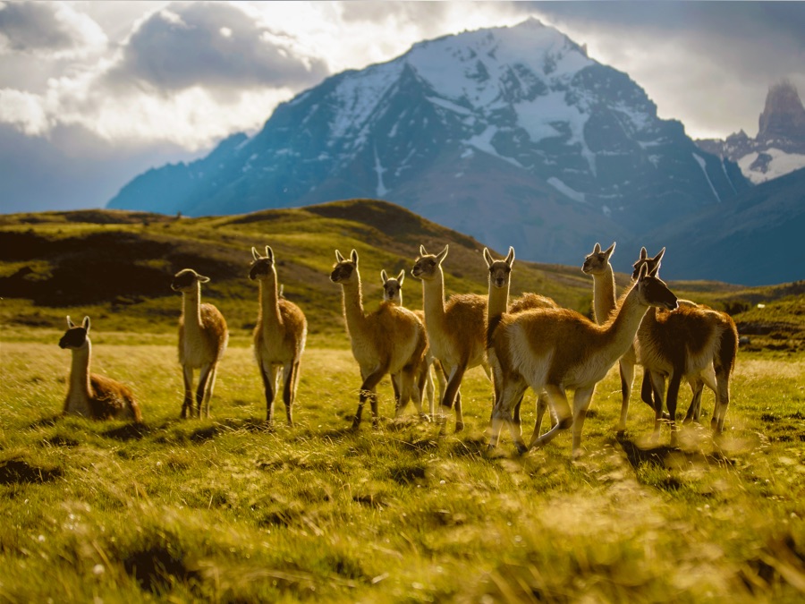 Epic Animal Migrations: Patagonia - Apple TV