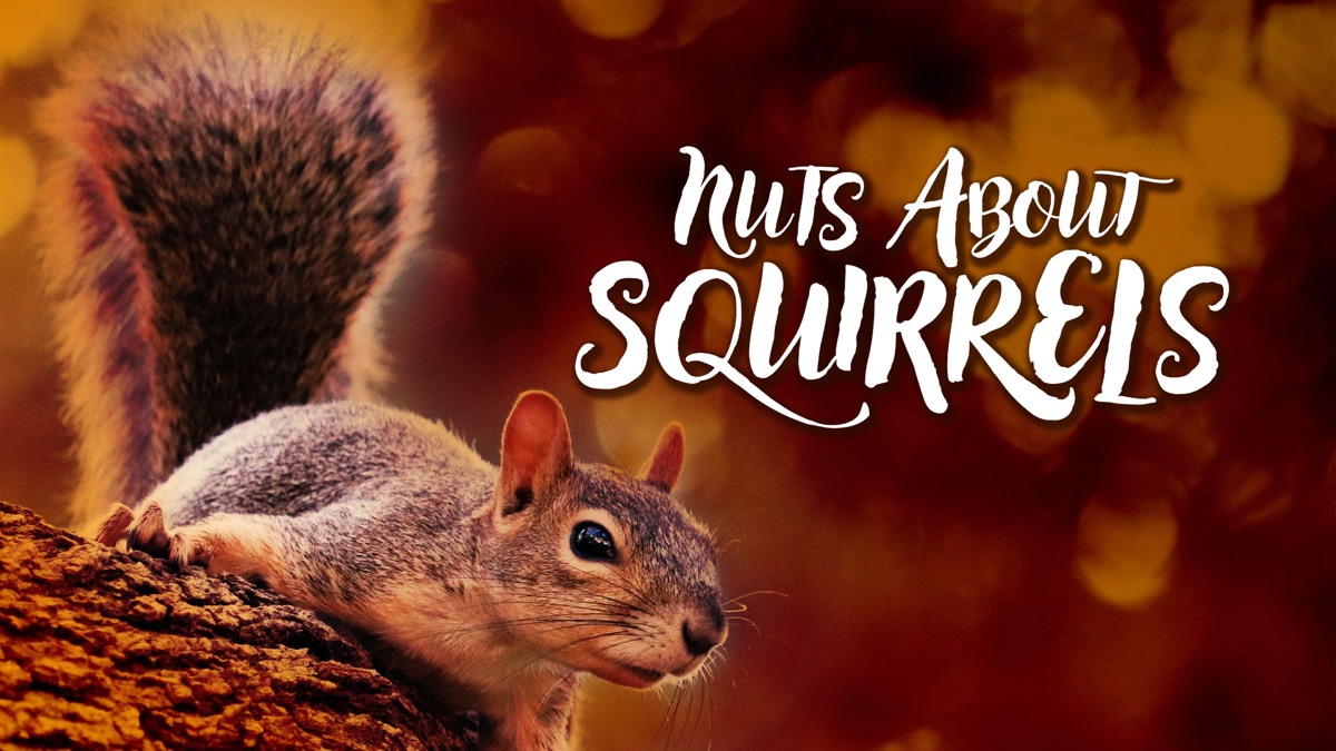 ‎Nuts About Squirrels - Apple TV