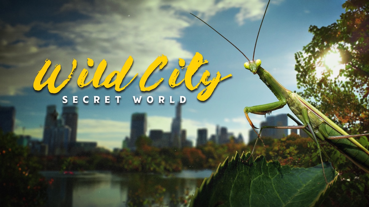 ‎Wild City - Secret World - Apple TV