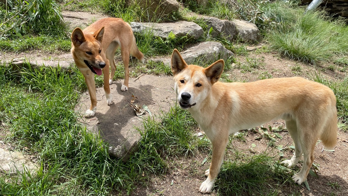 Camel Lump - Secrets of the Zoo: Down Under (Season 4, Episode 5 ...