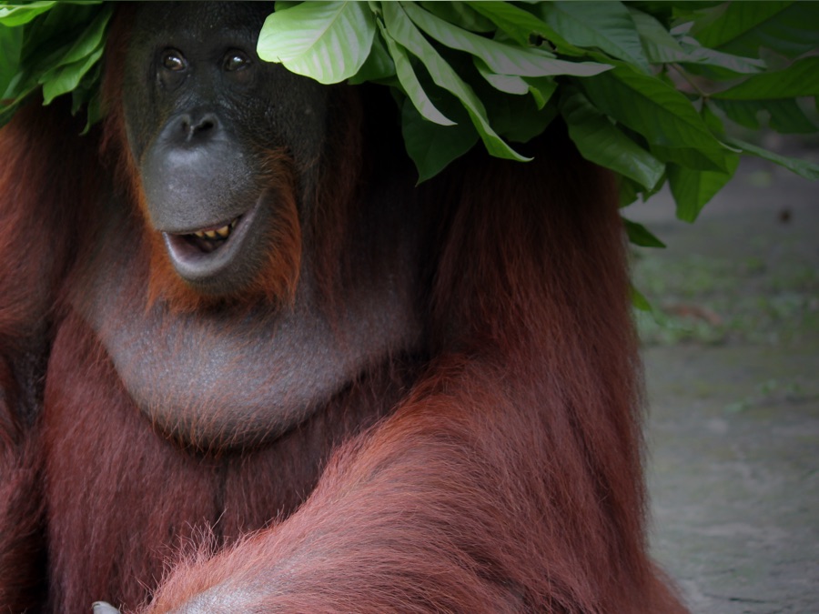 The Great Apes - Apple TV