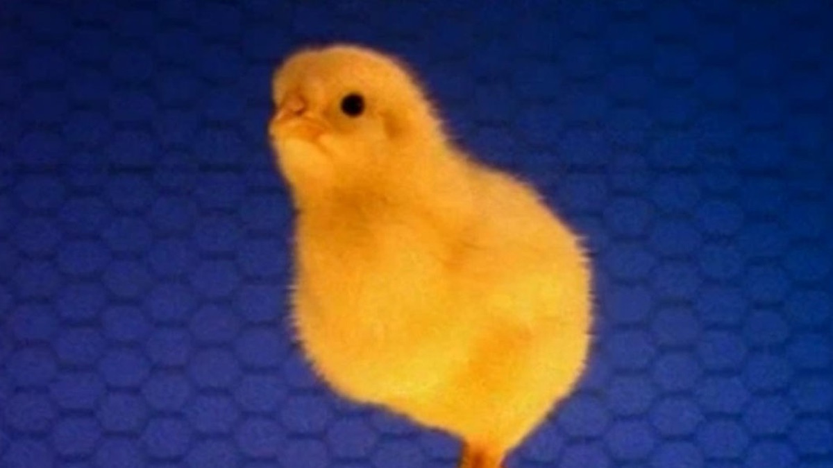 ‎Baby MacDonald: A Day On the Farm - Baby Einstein Classics (Series 1 ...