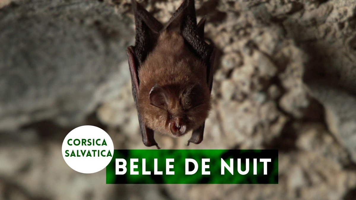 ‎Belle de nuit - Corsica Salvatica (saison 2, épisode 5) - Apple TV (FR)