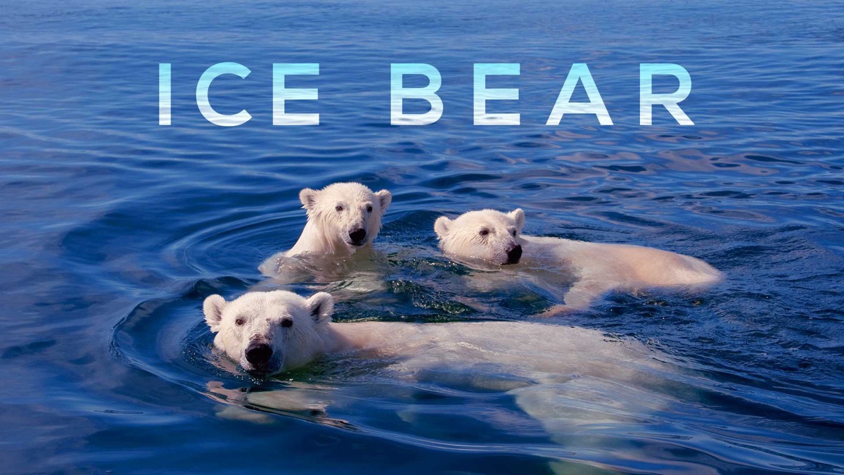 ‎Ice Bear - Apple TV