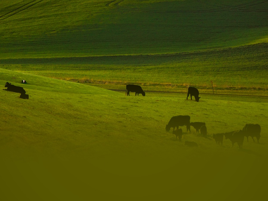 Eating Animals - Apple TV