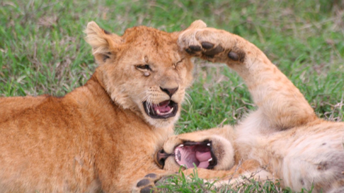 Blood Kin - Beautiful Serengeti (Season 1, Episode 6) - Apple TV