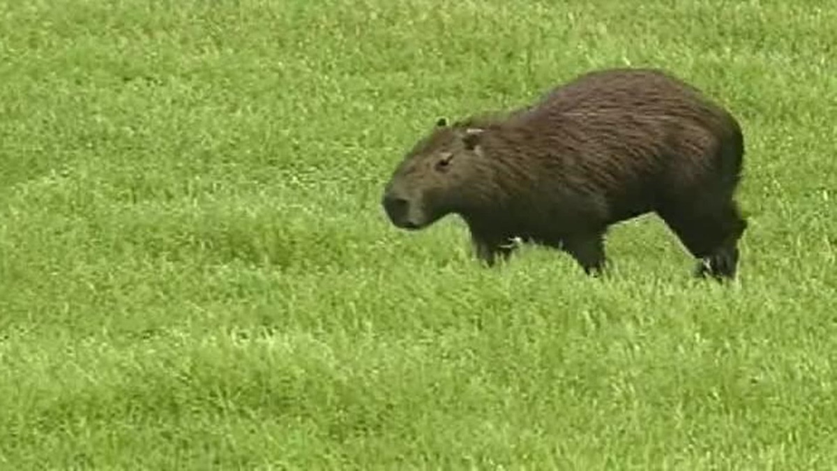 The Giant Capybara - Apple TV