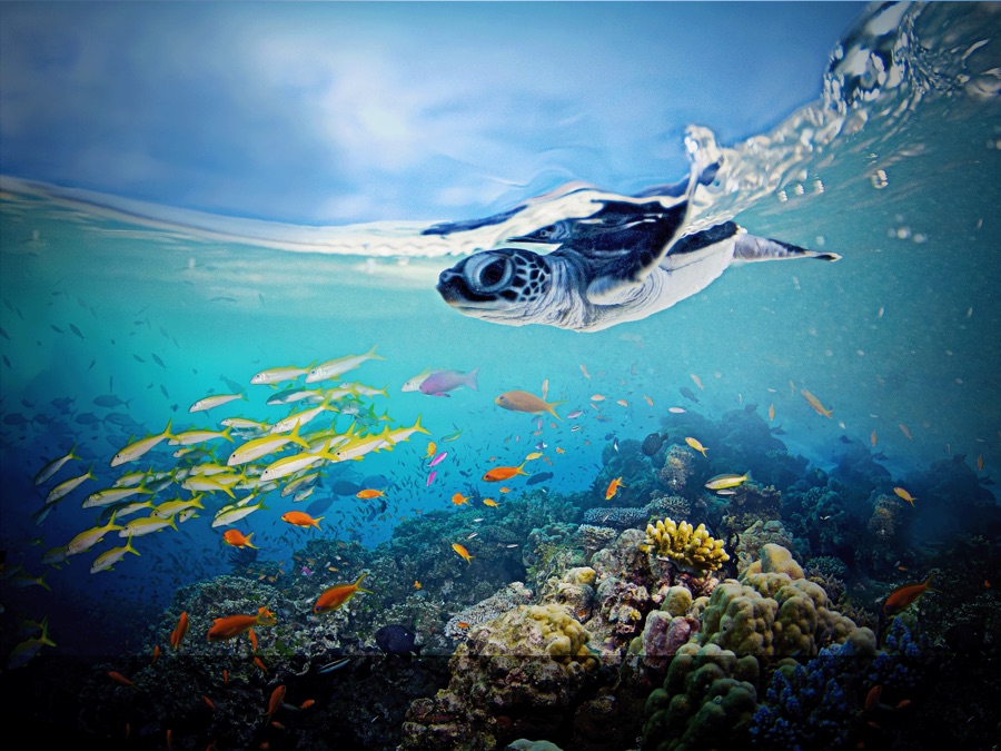 Great Barrier Reef - Apple TV