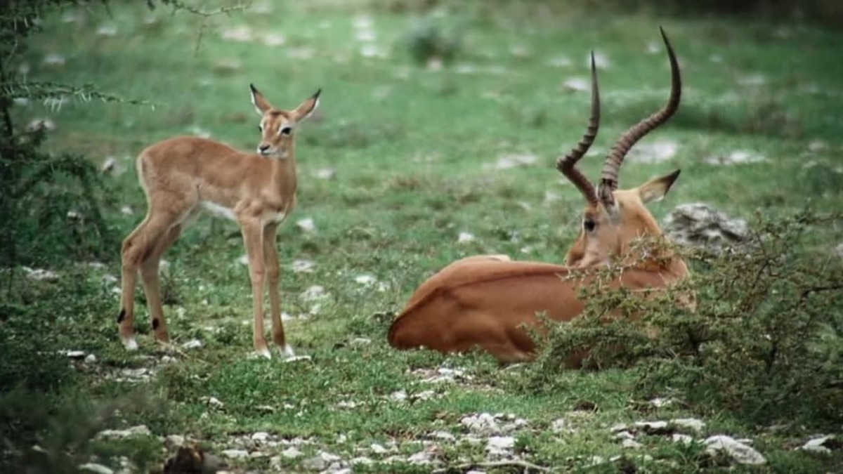Fawn Identity - Apple TV