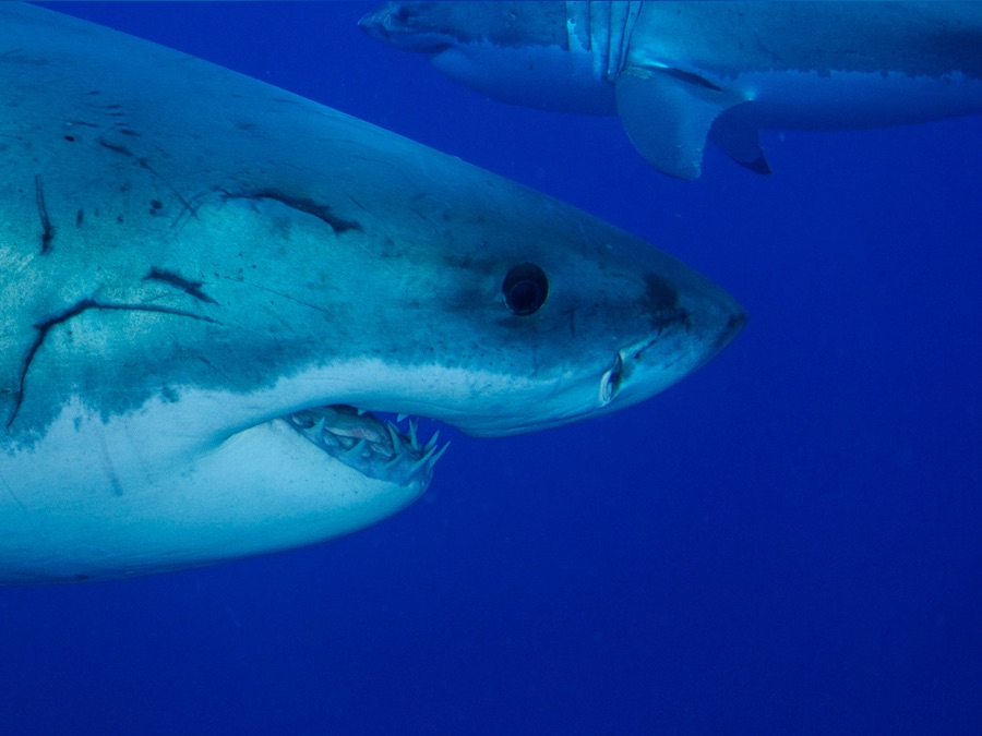 Isle Of Jaws - Apple TV (UK)