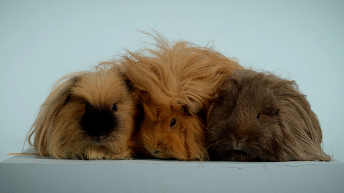 Super Senses – The Secret Life Of Our Pets (Season 1, Episode 4 ...