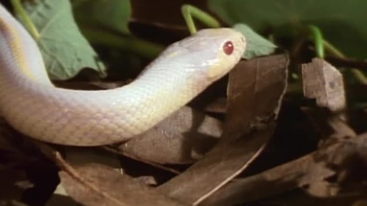King of Snakes - Wild America (Season 5, Episode 3) - Apple TV