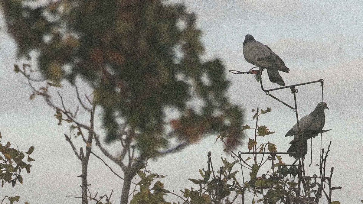Pigeon ramier, les nouvelles chasses - Apple TV (FR)