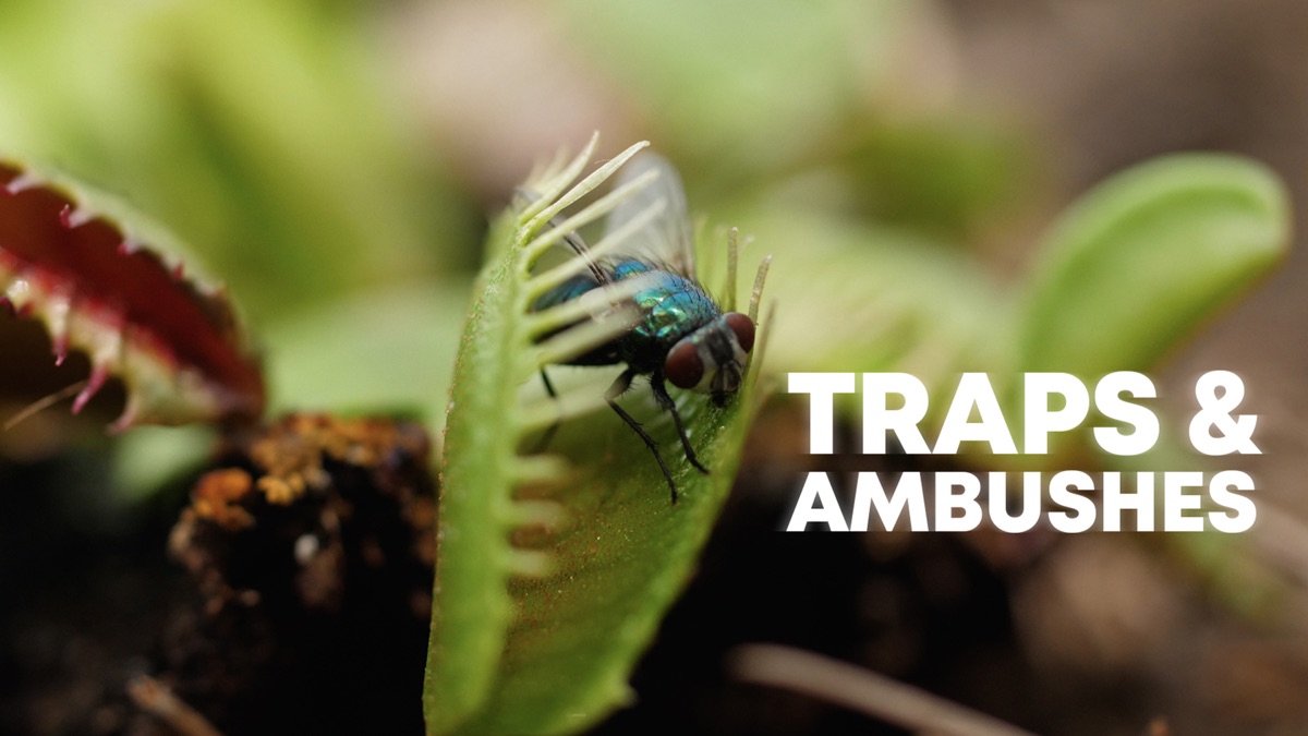 ‎Traps & Ambushes - Apple TV