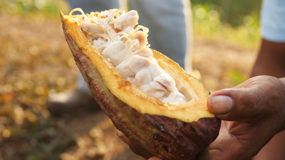 Chocolate Road - Apple TV