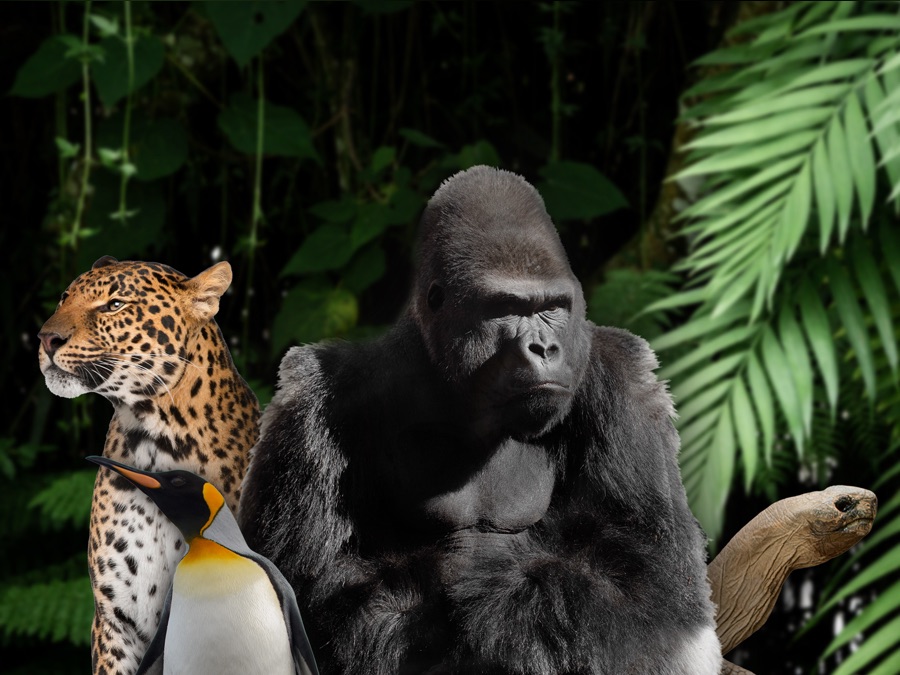 Animal Embassy - Apple TV