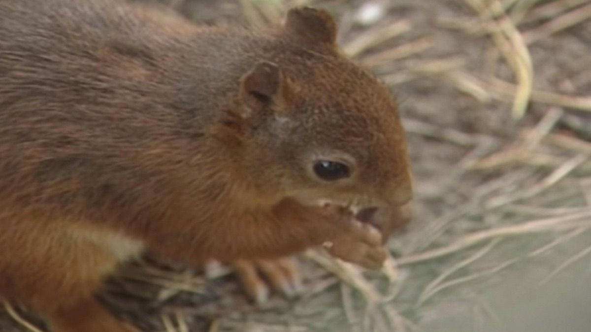 Squirrels - Teletubbies (Original Series) (Series 1, Episode 85 ...