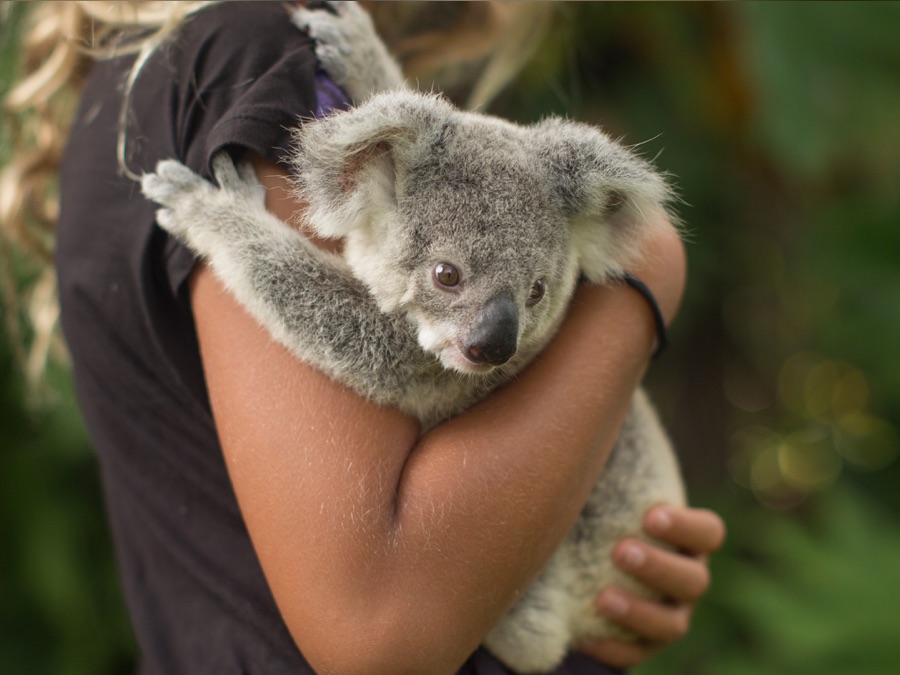 Dodo Heroes - Apple TV (CZ)