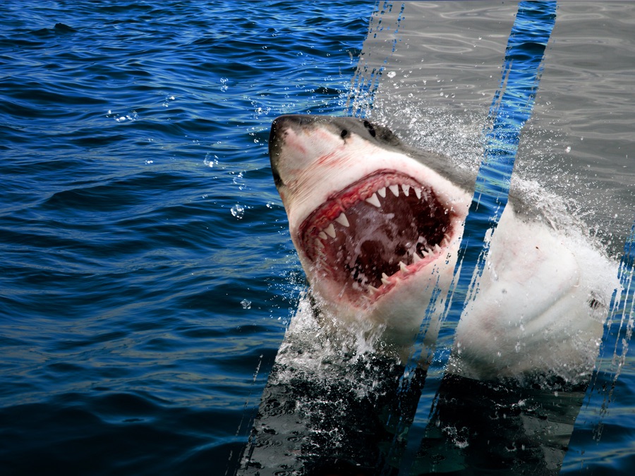 Return of Jaws - Apple TV