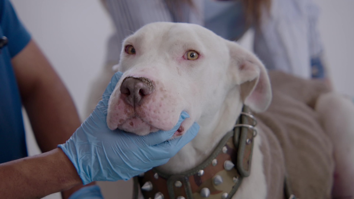 Spike - La loca de los perros (temporada 1, episodio 3) - Apple TV (GT)