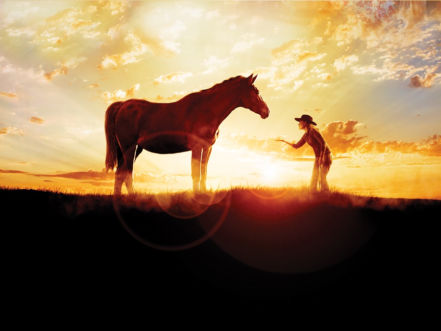 The Wild Stallion - Apple TV