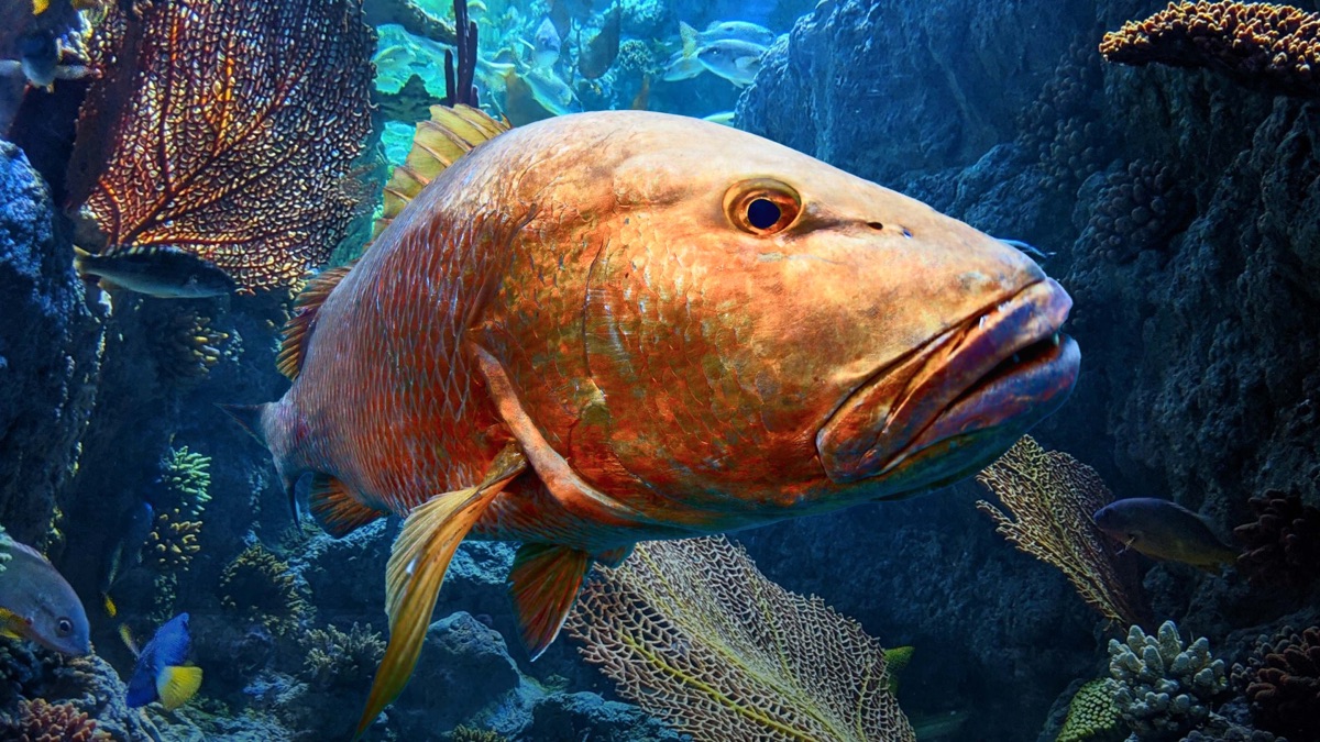 Trev Gowdy's Monster Fish - Apple TV