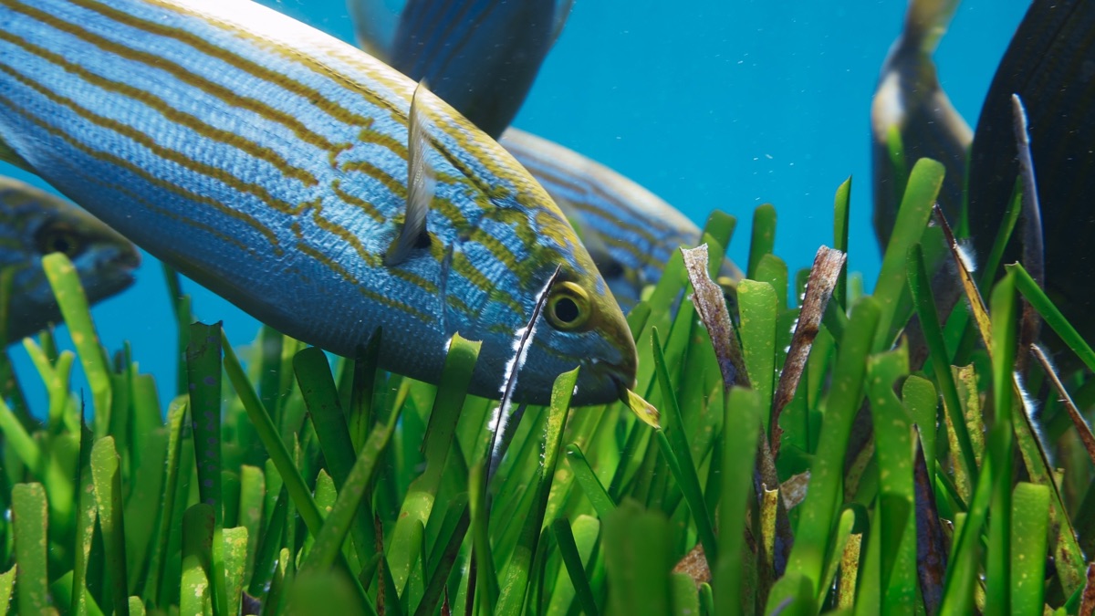 Water Worlds - The Green Planet (Season 1, Episode 2) - Apple TV