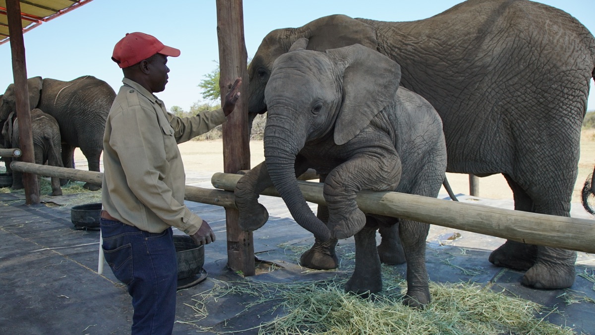 Elephant Noses and Ancient Animals - How Do Animals Do That? (Series 1 ...