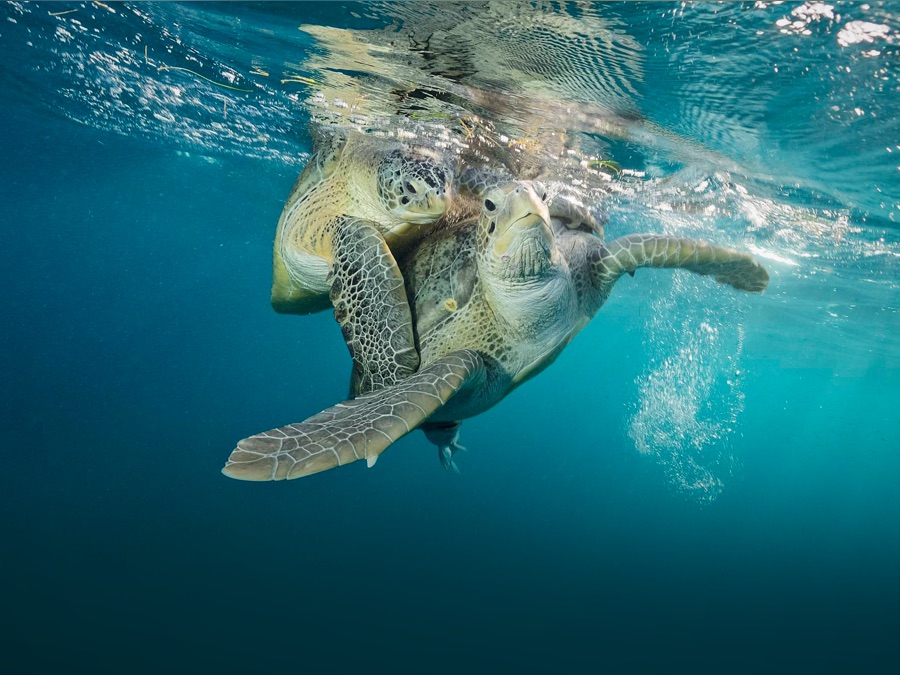 Sea Of Hope: America's Underwater… - Apple TV (PL)