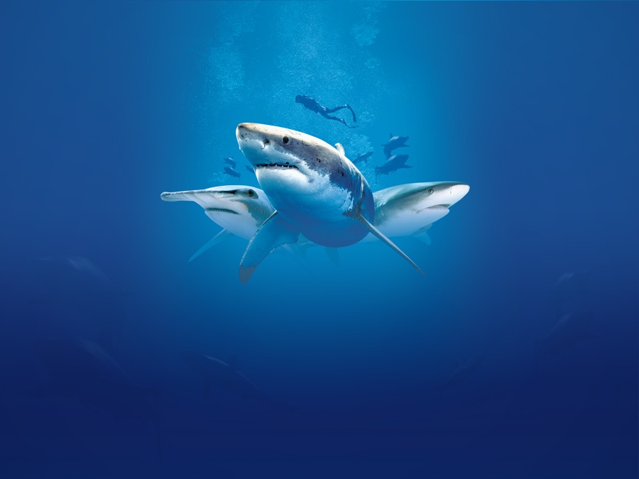 Shark Week - Apple TV (IT)