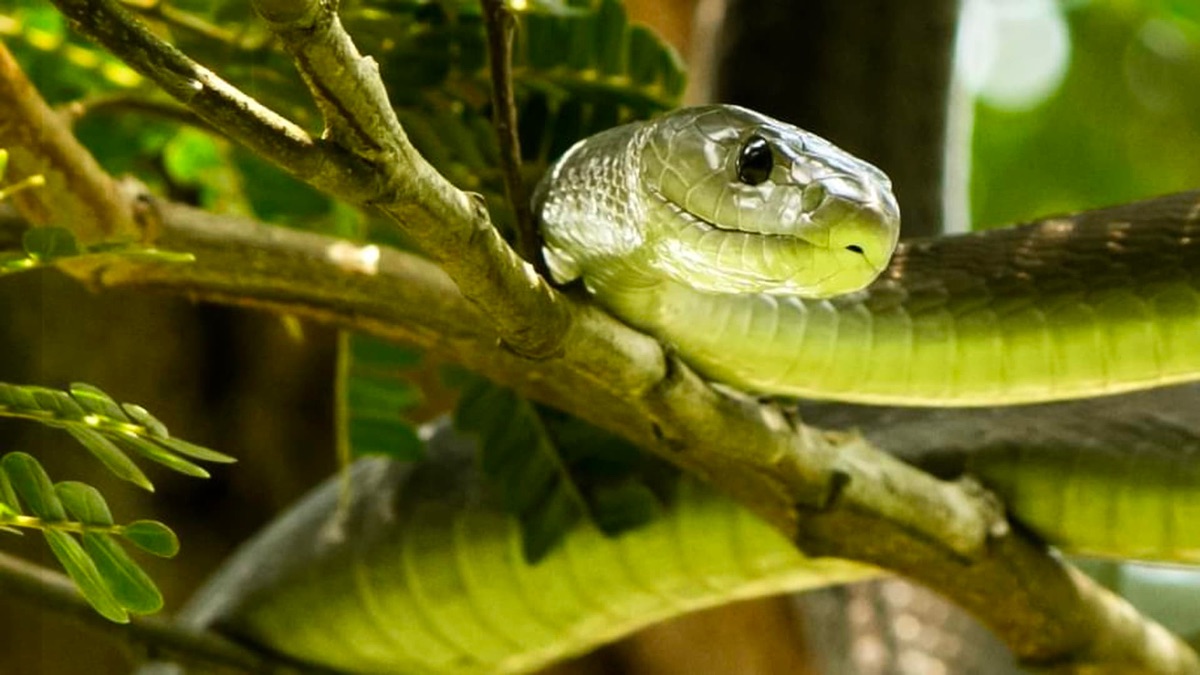 Mamba Negra: El Beso De La Muerte - Apple TV