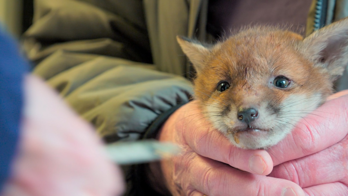 Fox Rescue - Milkshake! Fantastic Foxes: Their Secret World (Series 1 ...