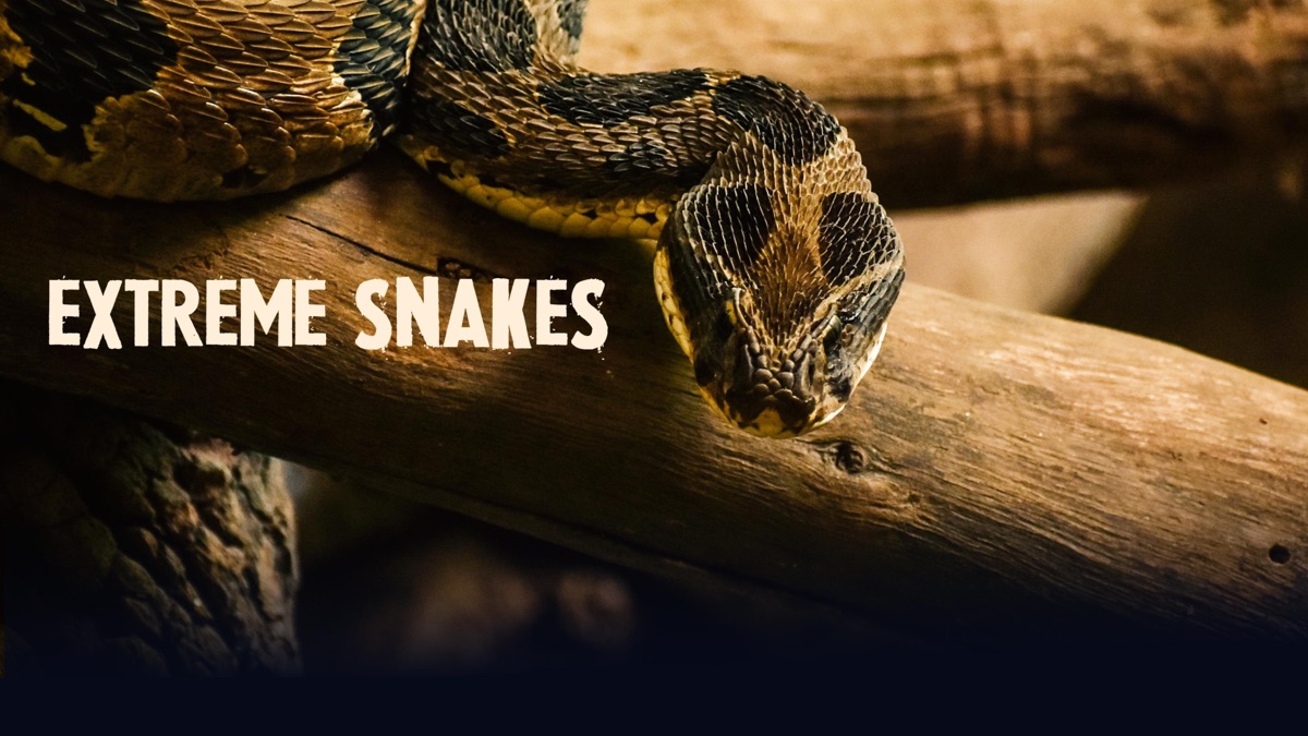 ‎Extreme Snakes - Apple TV