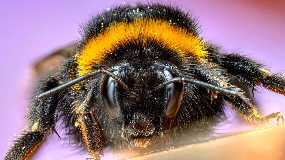 ‎The Busy Farm – A Real Bug's Life (Season 1, Episode 5) - Apple TV (AU)