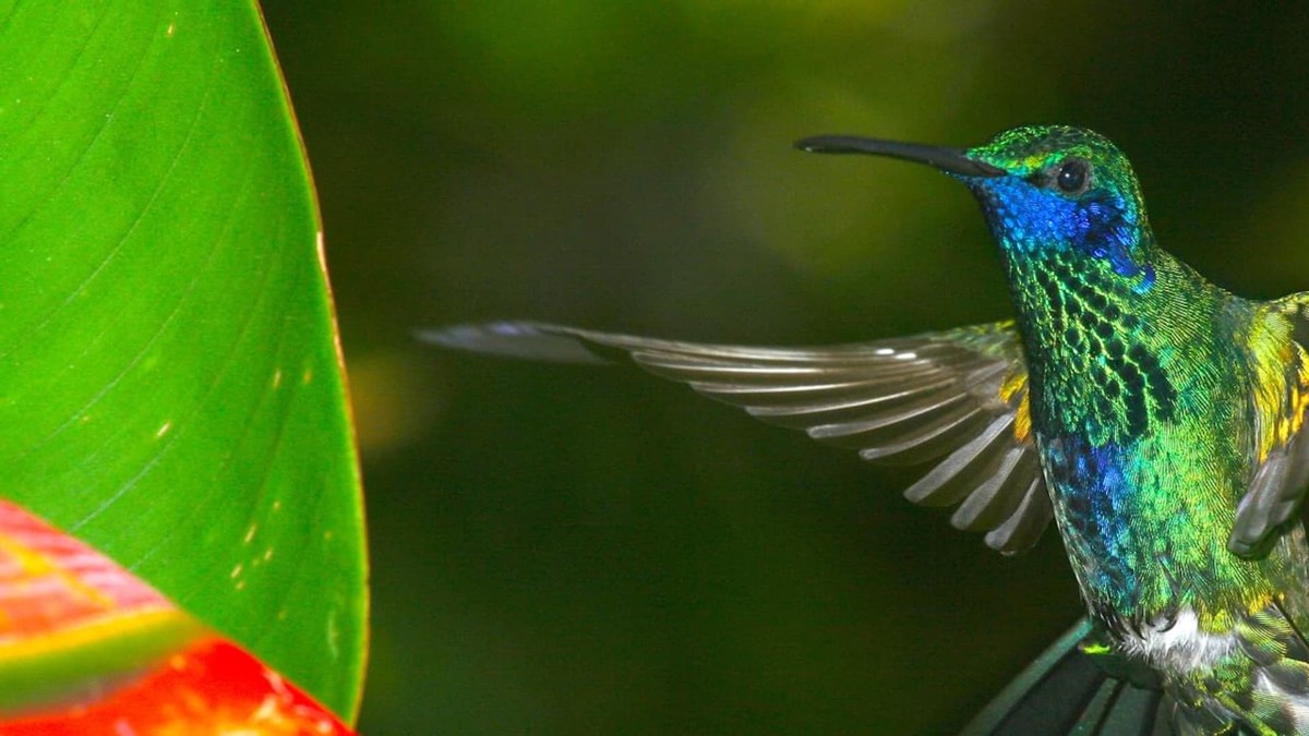 Magnificent Hummingbirds - Apple TV