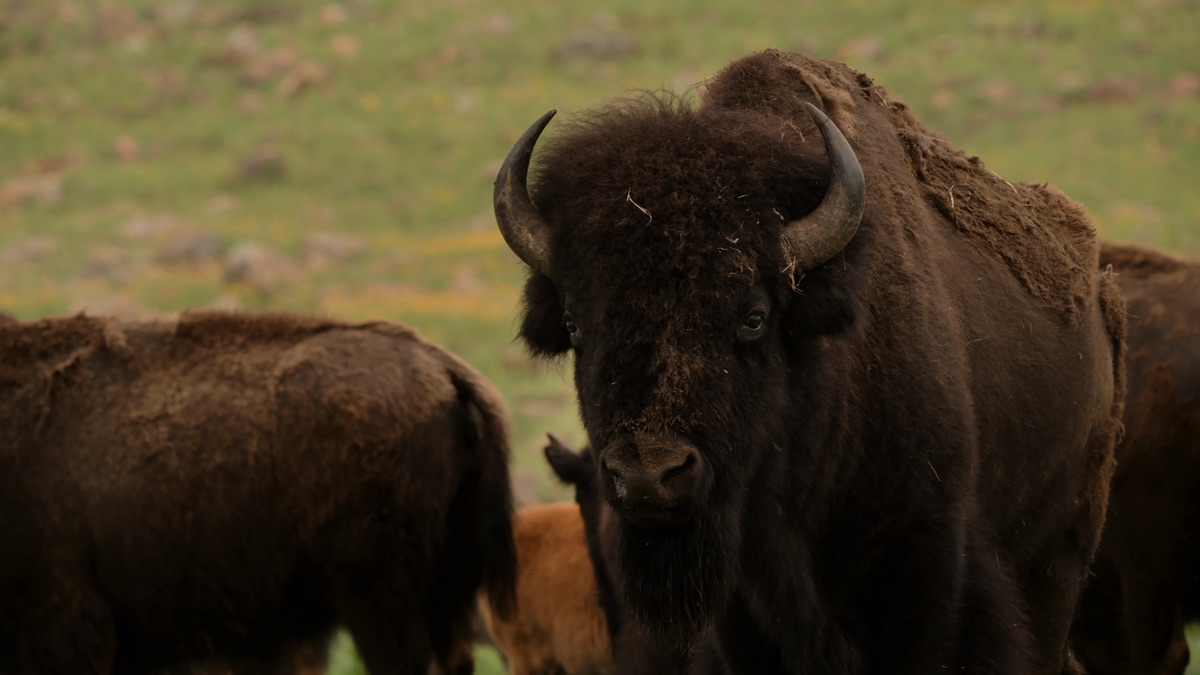 ‎Episode Four – The American Buffalo (Season 1, Episode 4) - Apple TV (AU)