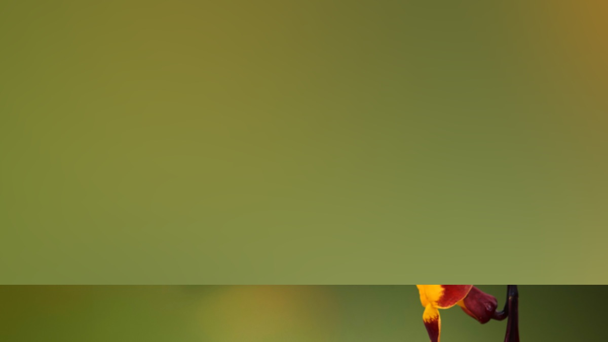 ‎SUPER SMALL ANIMALS - Apple TV