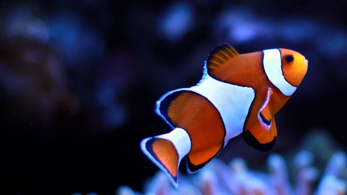 Children's Aquarium: Finding the Real Nemo & Dory - Apple TV