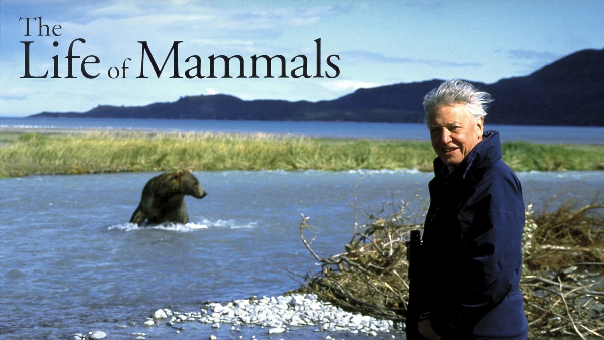 ‎The Life of Mammals - Apple TV